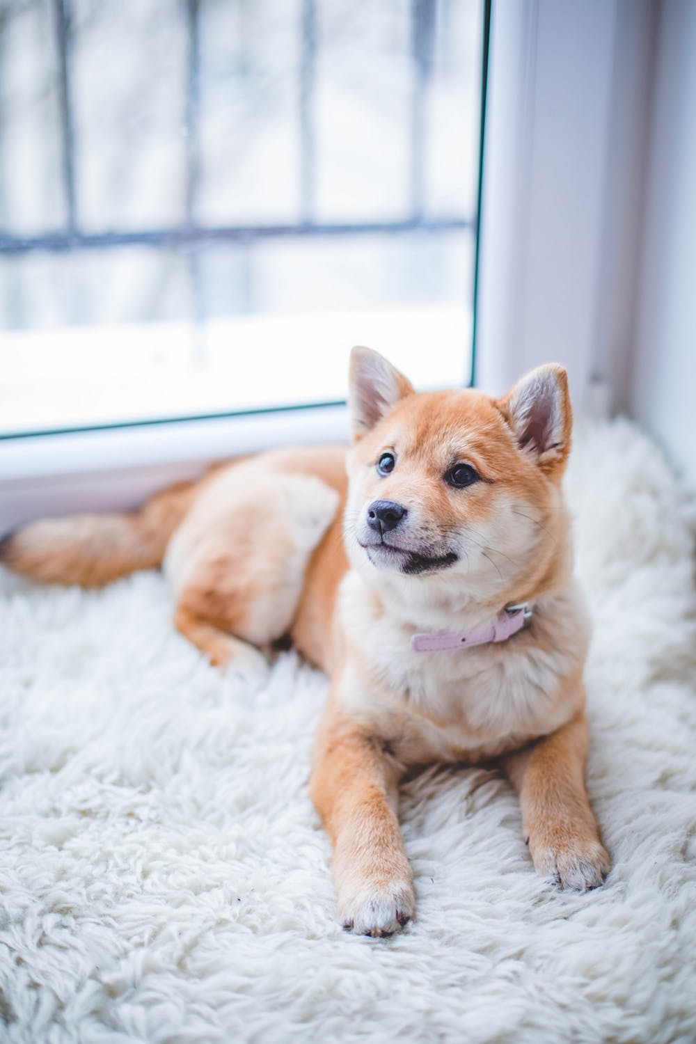 Dogs Are For Life: A Guide To Getting A New Puppy - Affordable Comfort